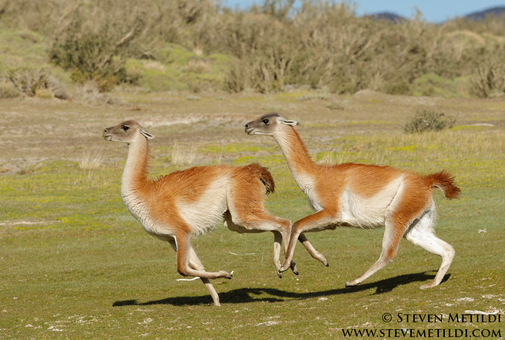 Andean_Bear, Spectacled_Bear, Puma, Condor, Mountain_Lion, Guanaco ...