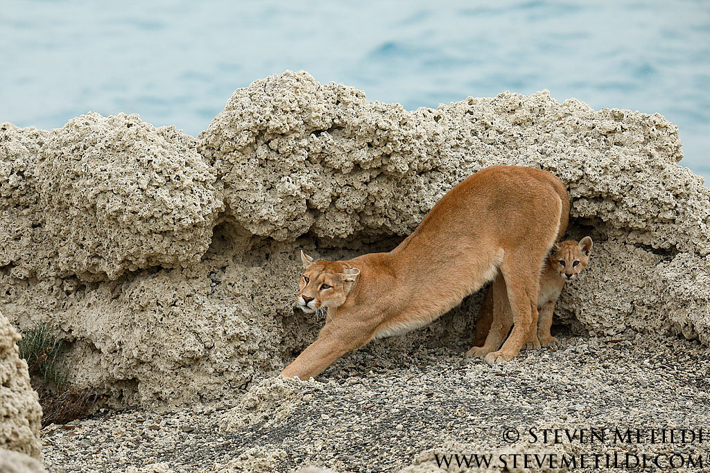 Andean_Bear, Spectacled_Bear, Puma, Condor, Mountain_Lion, Guanaco ...