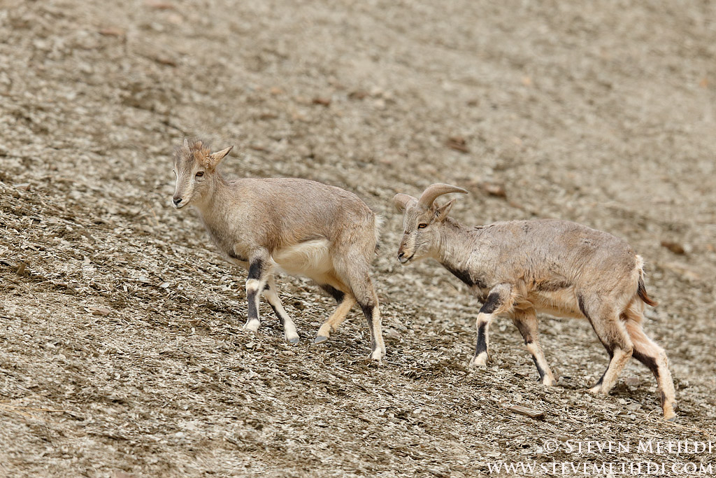 India, Tiger, Blue Sheep, Bharal, Ibex, Urial, Bengal_Tiger