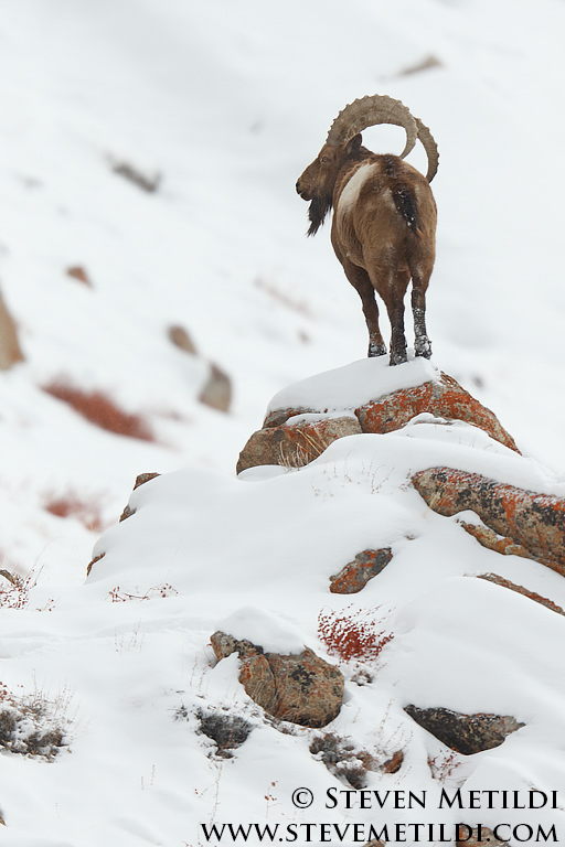 India, Tiger, Blue Sheep, Bharal, Ibex, Urial, Bengal_Tiger