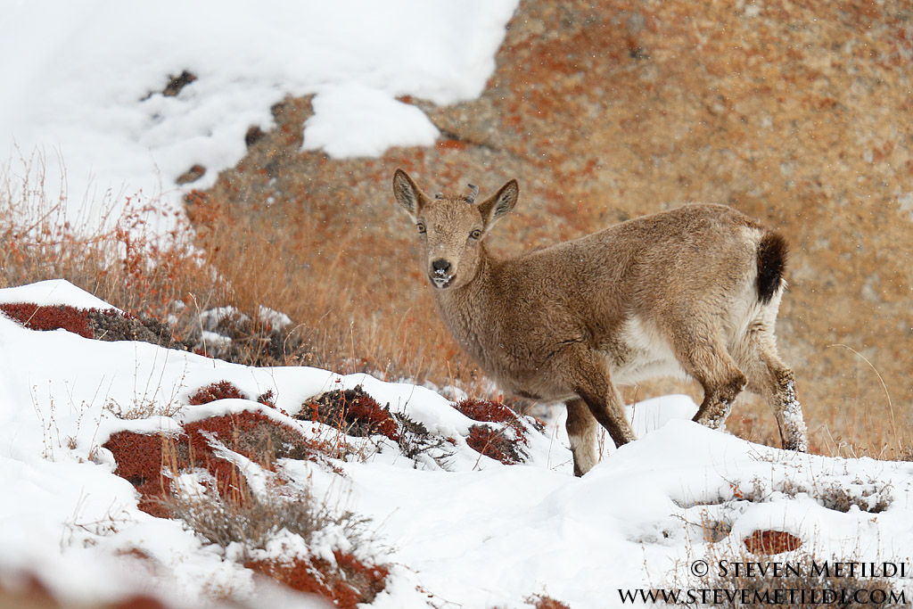 India, Tiger, Blue Sheep, Bharal, Ibex, Urial, Bengal_Tiger