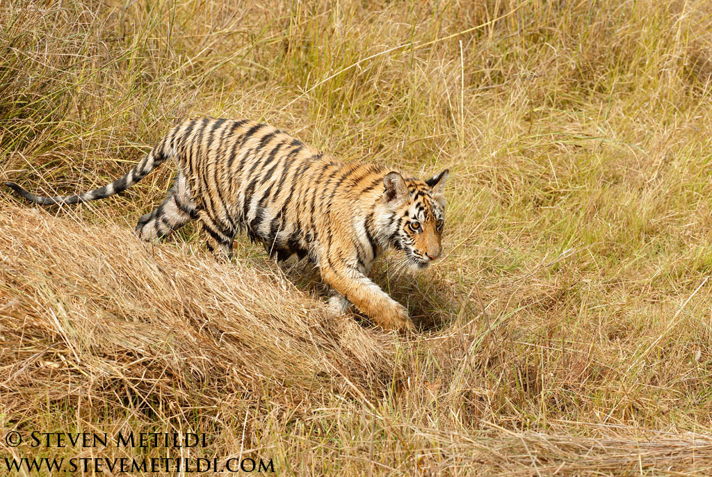 India, Tiger, Blue Sheep, Bharal, Ibex, Urial, Bengal_Tiger