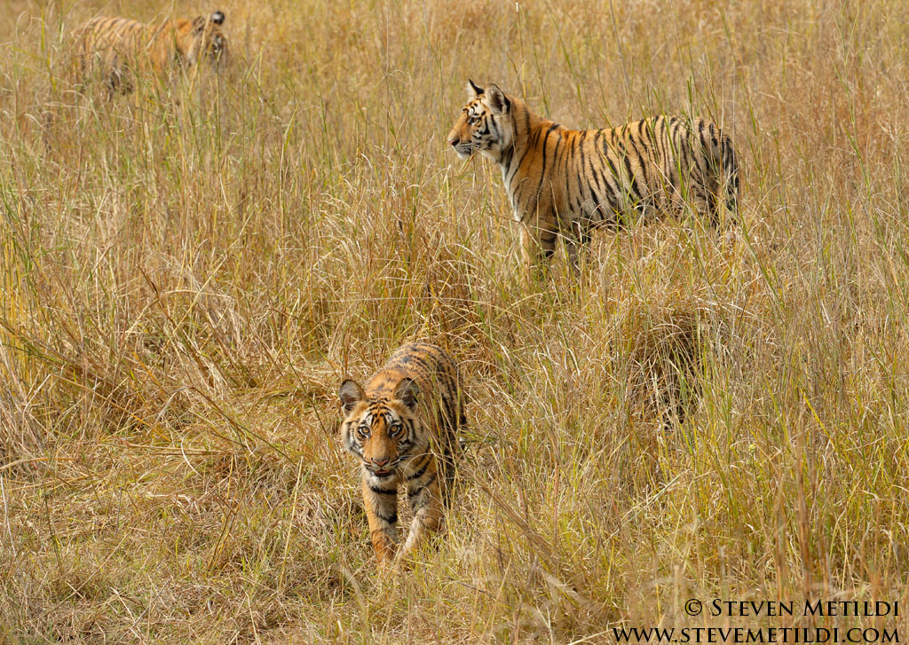 India, Tiger, Blue Sheep, Bharal, Ibex, Urial, Bengal_Tiger