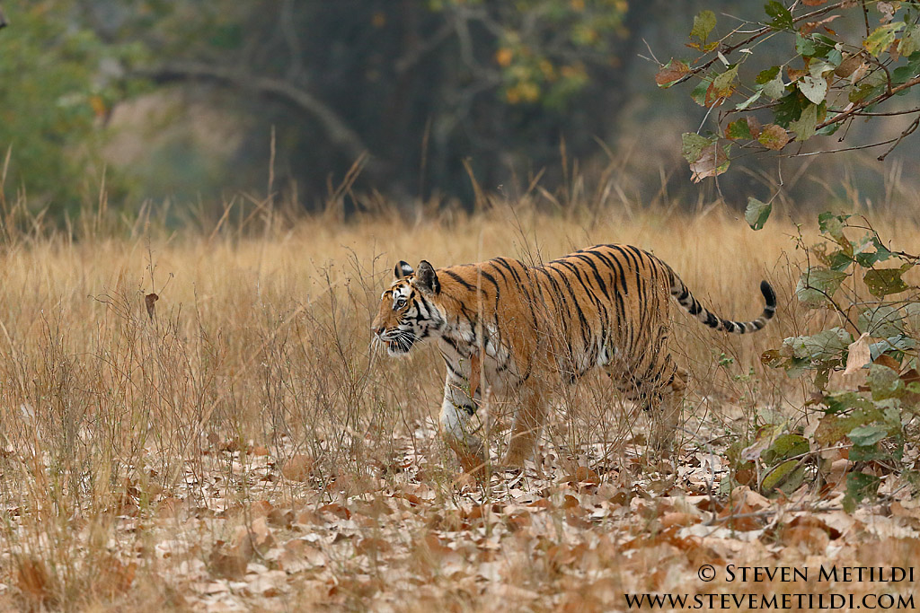 India, Tiger, Blue Sheep, Bharal, Ibex, Urial, Bengal_Tiger