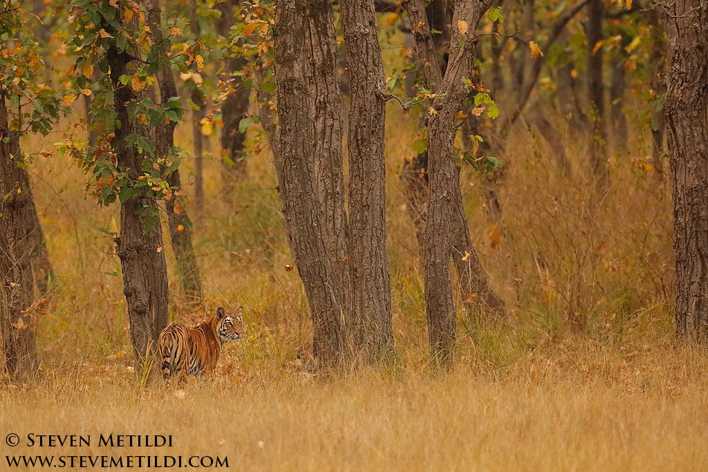 India, Tiger, Blue Sheep, Bharal, Ibex, Urial, Bengal_Tiger