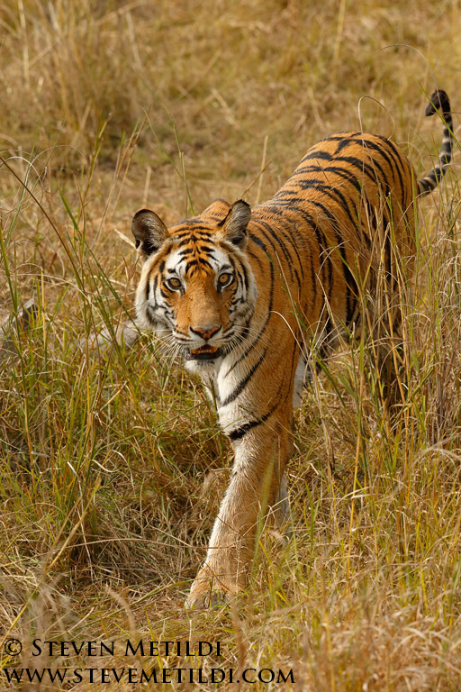 India, Tiger, Blue Sheep, Bharal, Ibex, Urial, Bengal_Tiger