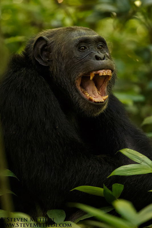 gorilla, chimpanzee, chimp, ape, primate, mountain_gorilla, silverback