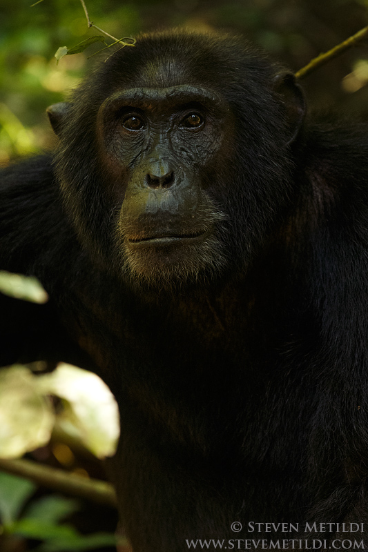 gorilla, chimpanzee, chimp, ape, primate, mountain_gorilla, silverback