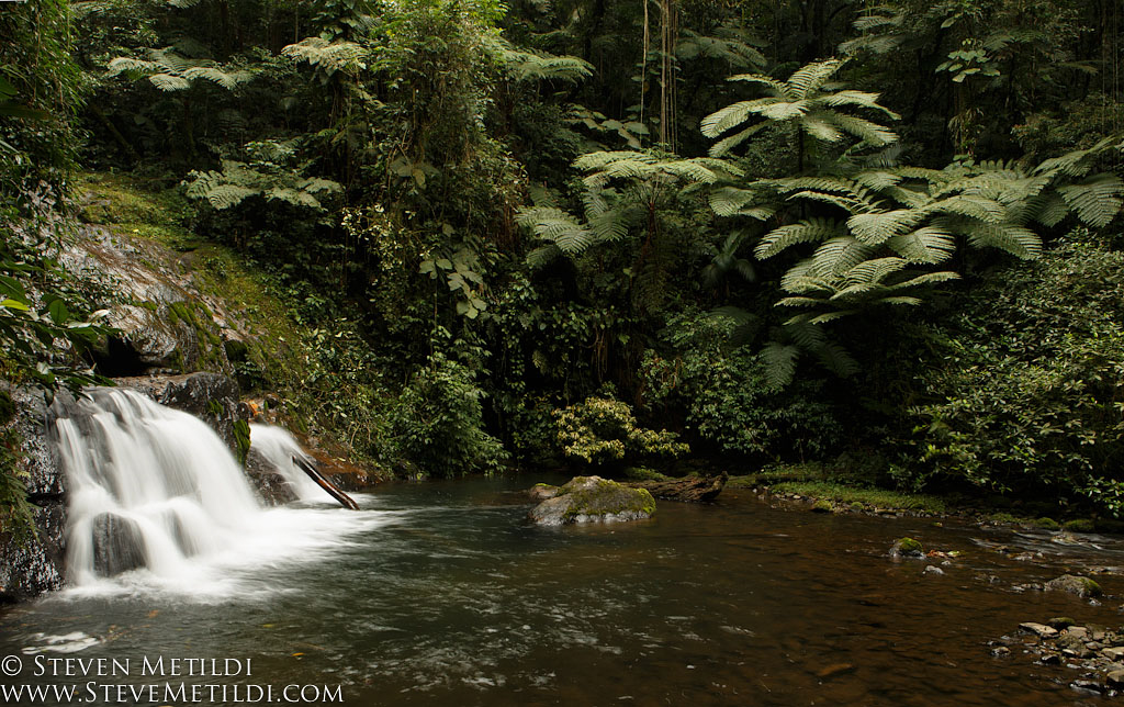 Atlantic Rainforest, Tanagers, Brazil, Streams, Woodpeckers