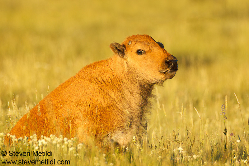 Mustang, WIld_Horse, Wild_Mustang, Mountain_Goat, Bison, Mountain_Bluebird
