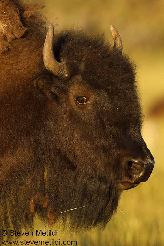 Mustang, WIld_Horse, Wild_Mustang, Mountain_Goat, Bison, Mountain_Bluebird
