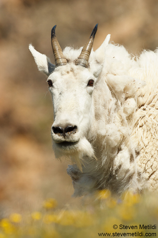 Mustang, WIld_Horse, Wild_Mustang, Mountain_Goat, Bison, Mountain_Bluebird