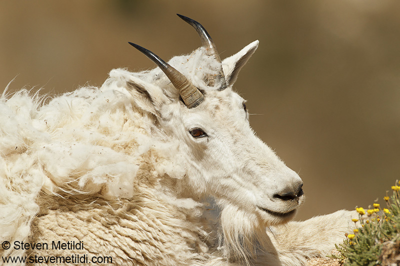 Mustang, WIld_Horse, Wild_Mustang, Mountain_Goat, Bison, Mountain_Bluebird
