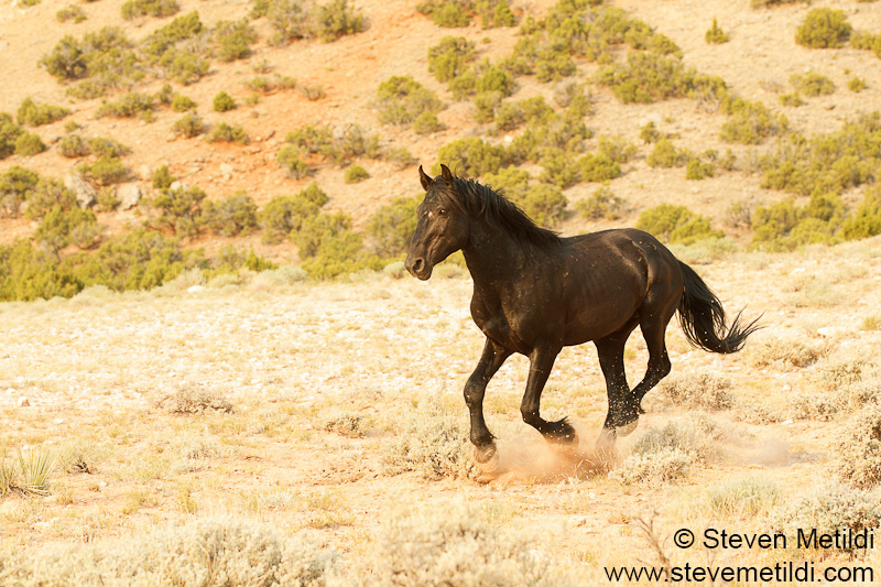 Mustang, WIld_Horse, Wild_Mustang, Mountain_Goat, Bison, Mountain_Bluebird