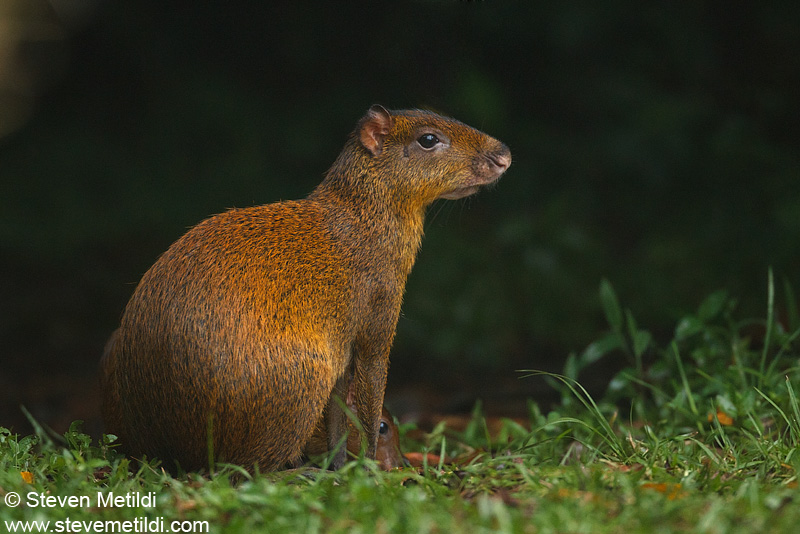 Common agouti - Alchetron, The Free Social Encyclopedia