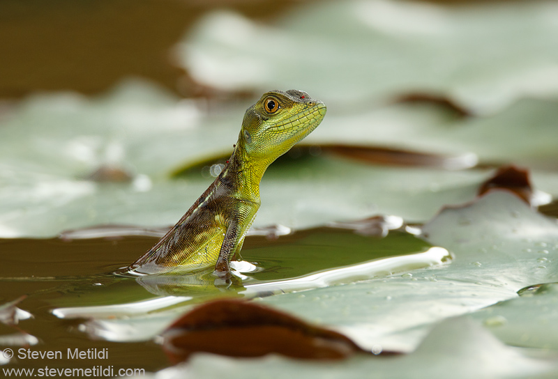 Toucan, Aracari, Hummingbird, Parrots, Macaws, Guan, Parakeet, Rain ...