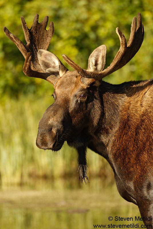 Mountain Goat, Moose, Bighorn Sheep, Marmot