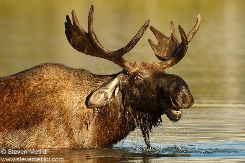 Mountain Goat, Moose, Bighorn Sheep, Marmot