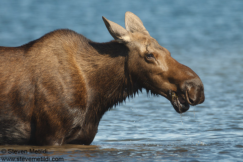 Mountain Goat, Moose, Bighorn Sheep, Marmot