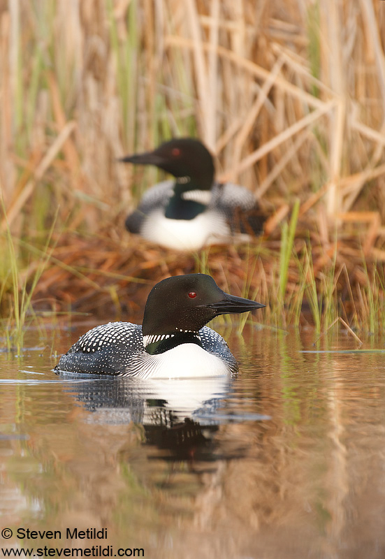 Moose, Elk, Common Loon, Loon, Pika, Black Bear, Bear, Woodpeckers ...