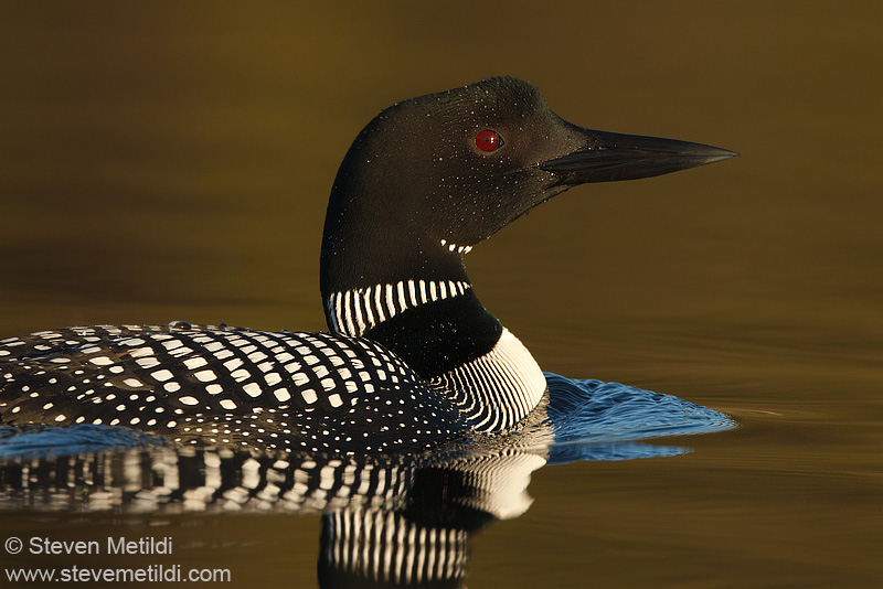 Moose, Elk, Common Loon, Loon, Pika, Black Bear, Bear, Woodpeckers ...