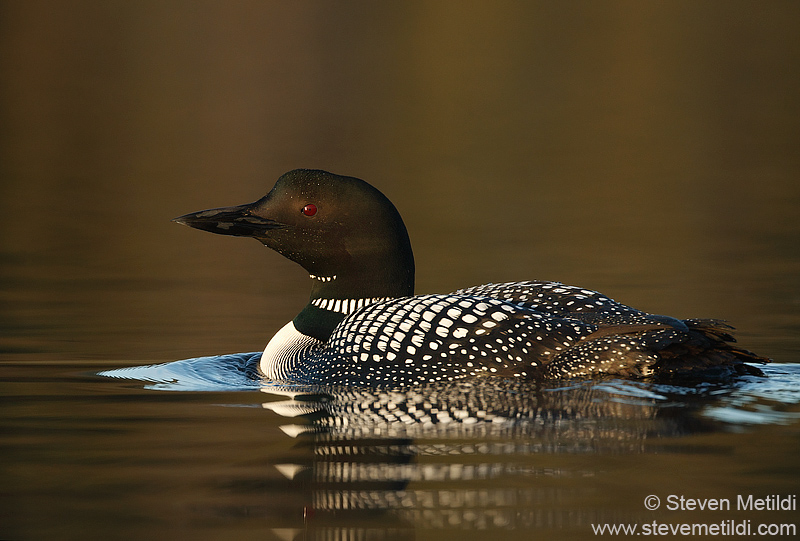 Moose, Elk, Common Loon, Loon, Pika, Black Bear, Bear, Woodpeckers ...