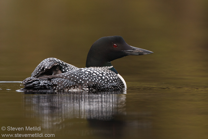 Moose, Elk, Common Loon, Loon, Pika, Black Bear, Bear, Woodpeckers ...