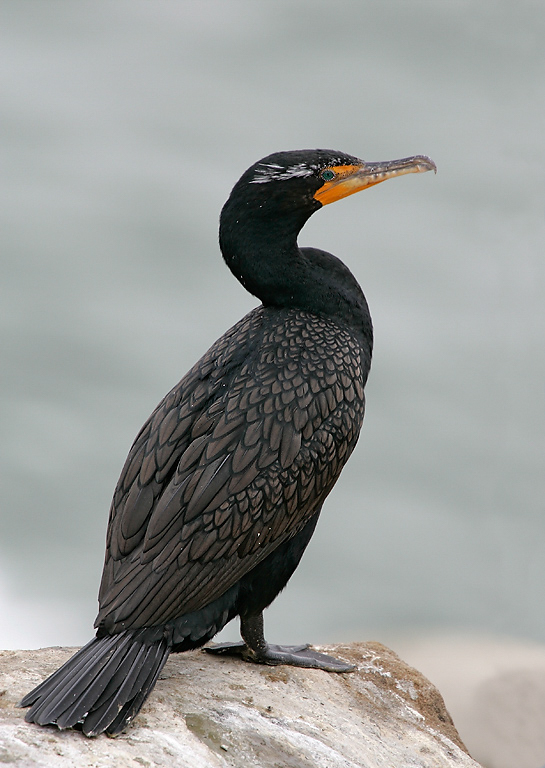 Gannets, Fulmars, Pelicans, and Cormorants