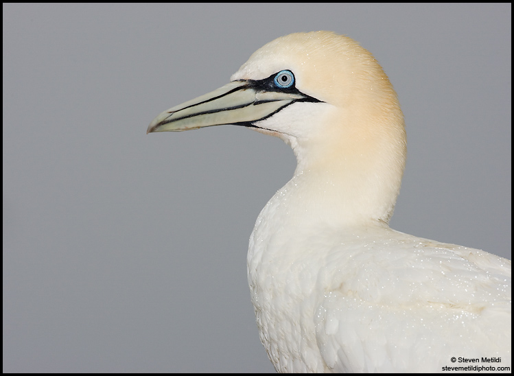 Gannets, Fulmars, Pelicans, and Cormorants