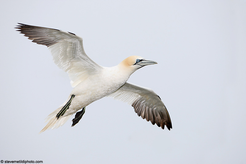 Gannets, Fulmars, Pelicans, and Cormorants