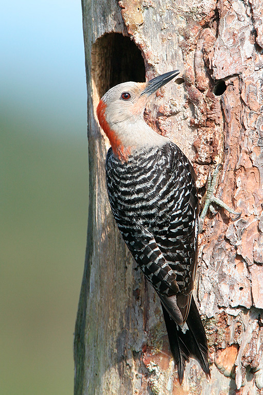 Woodpeckers, Sapsuckers